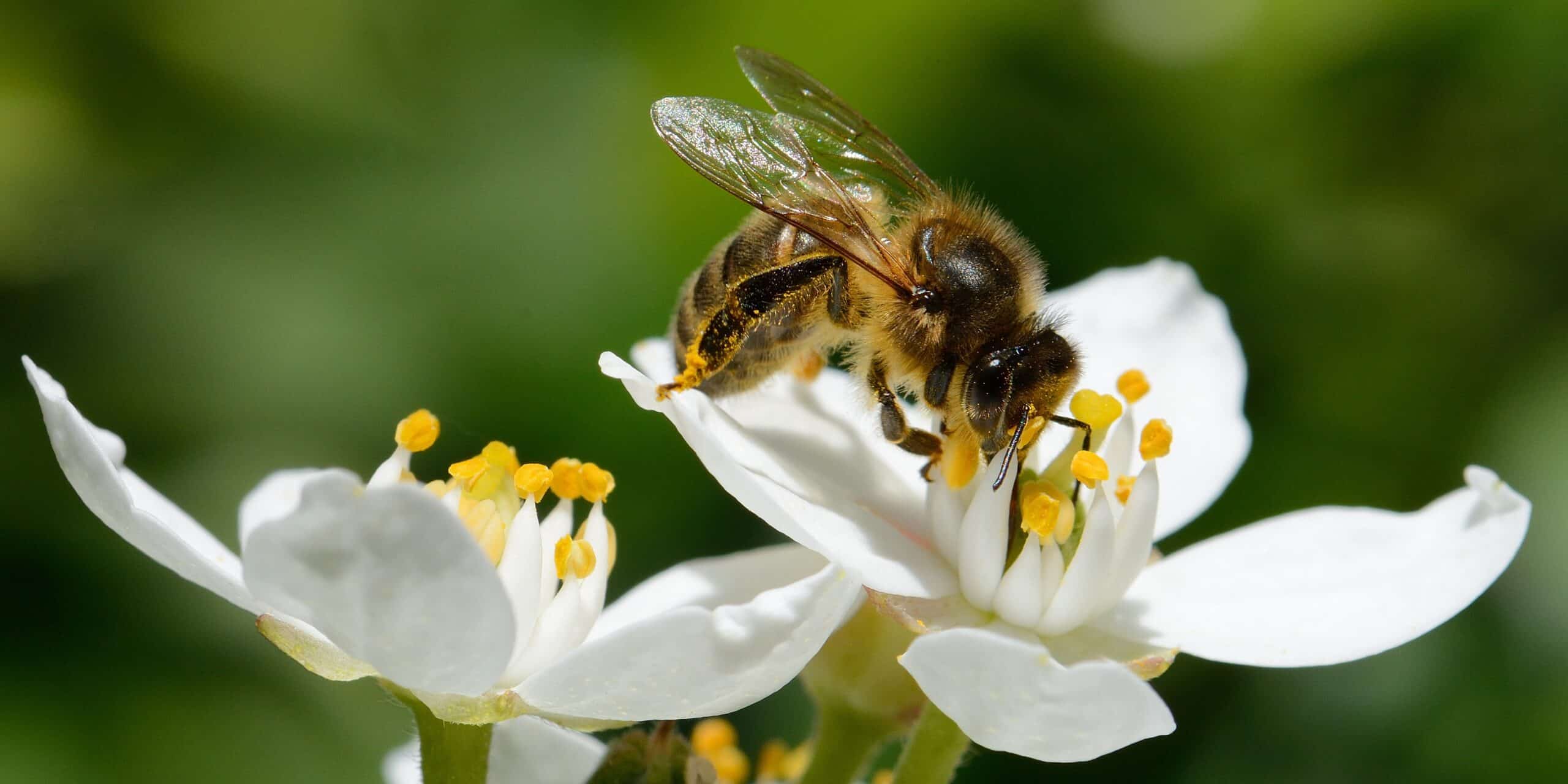 EFSA Launches Public Consultation on Pesticide Impact on Bees | 3E